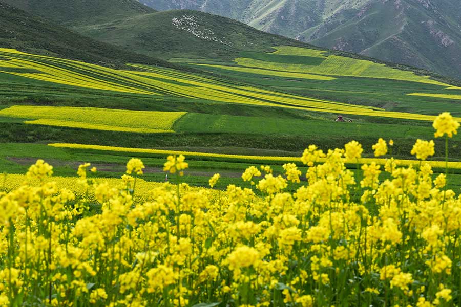 Explore China - Enjoy the Amazing "Golden Sea" of Canola Flowers Bloom ...